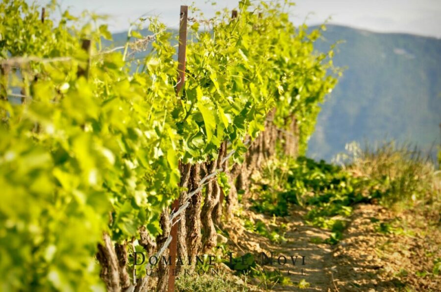 Différences entre vins bio, biodynamique et naturel : éclairages
