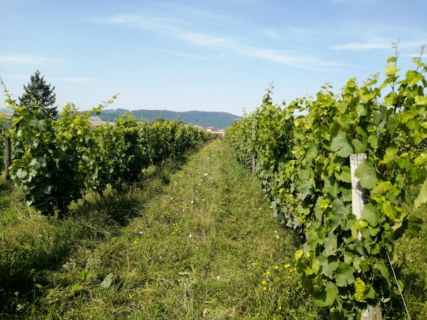Domaine des Canailles - Vin Nature de Simon Pérot - Beaujolais