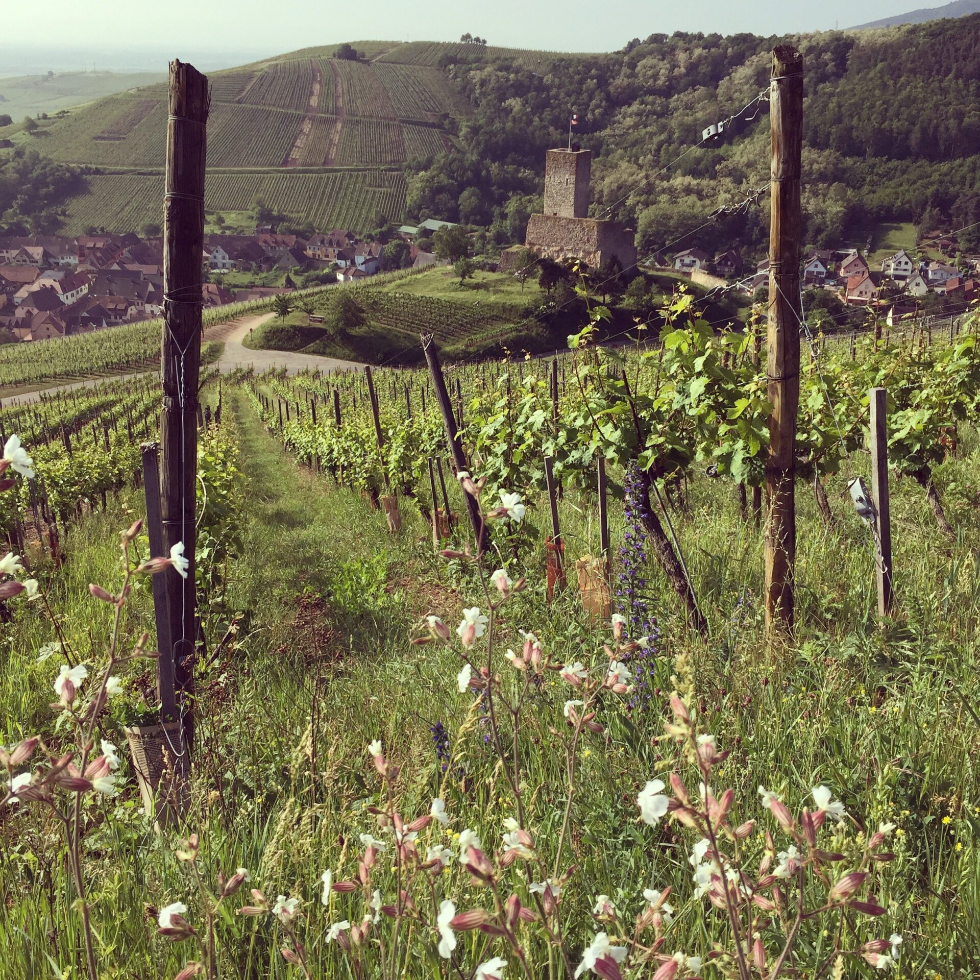 Circus Melon vin naturel du domaine Complémen'terre